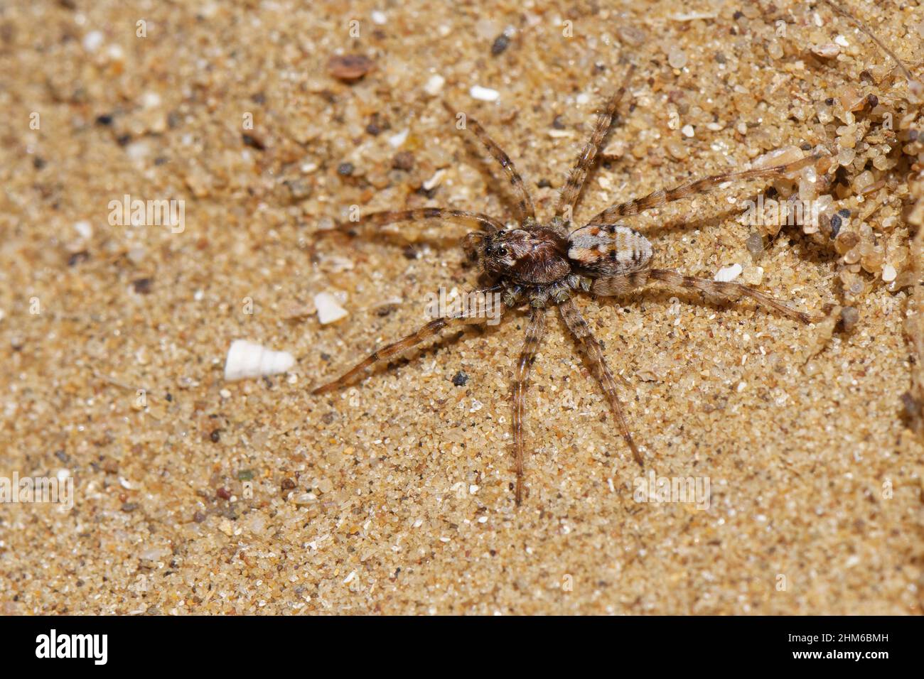 Sand Bear Wolf Spider (Arctosa perita) hunting on coastal sand dunes ...