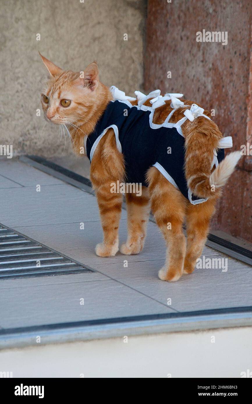 Young red cat in post-operative bandage. Recovery period after surgery ...