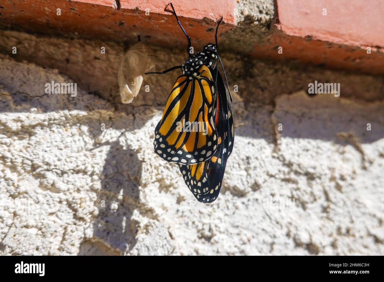 February winter 2022 First Monarch butterfly emerging from chrysalis ...