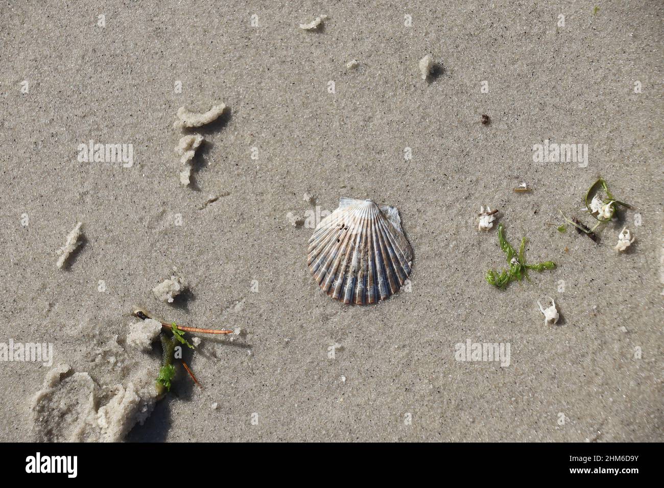Scallop shell flat in fine grains of sand with other sea debris in ...