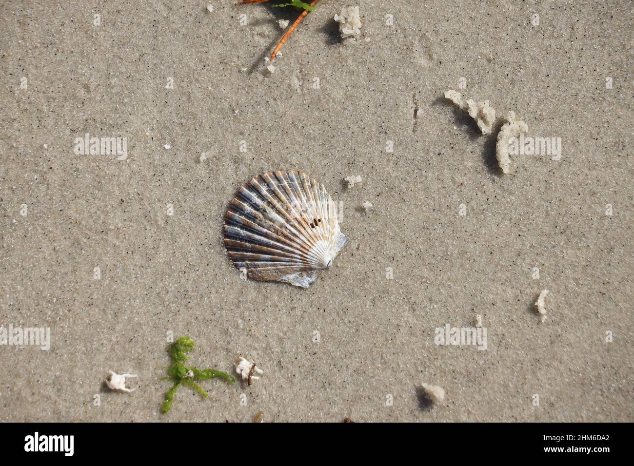 scallop shell flat in fine grains of sand with other sea debris Stock ...