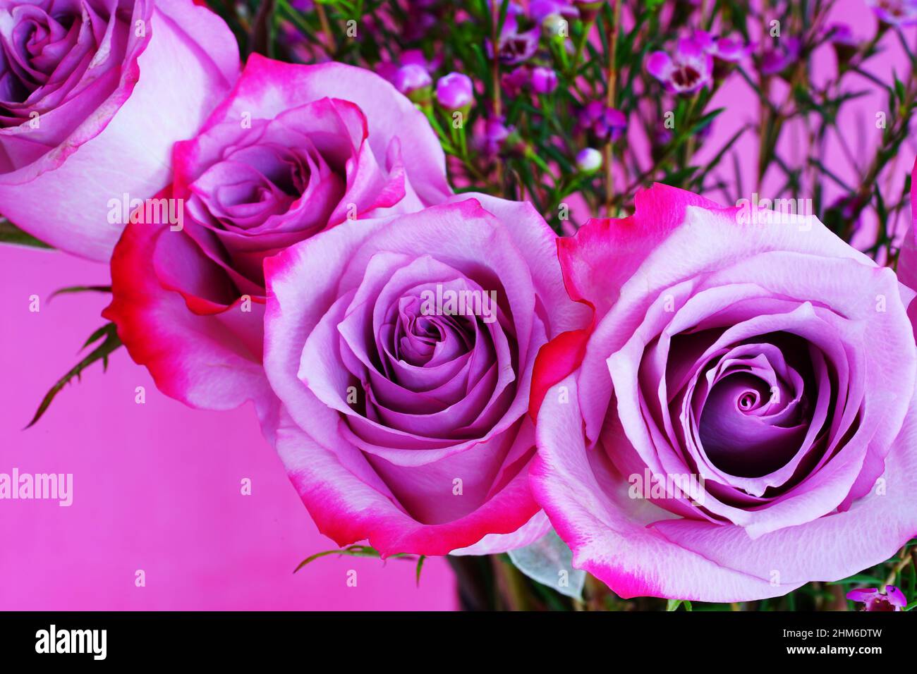 Bunch Of Purple Rose Flowers