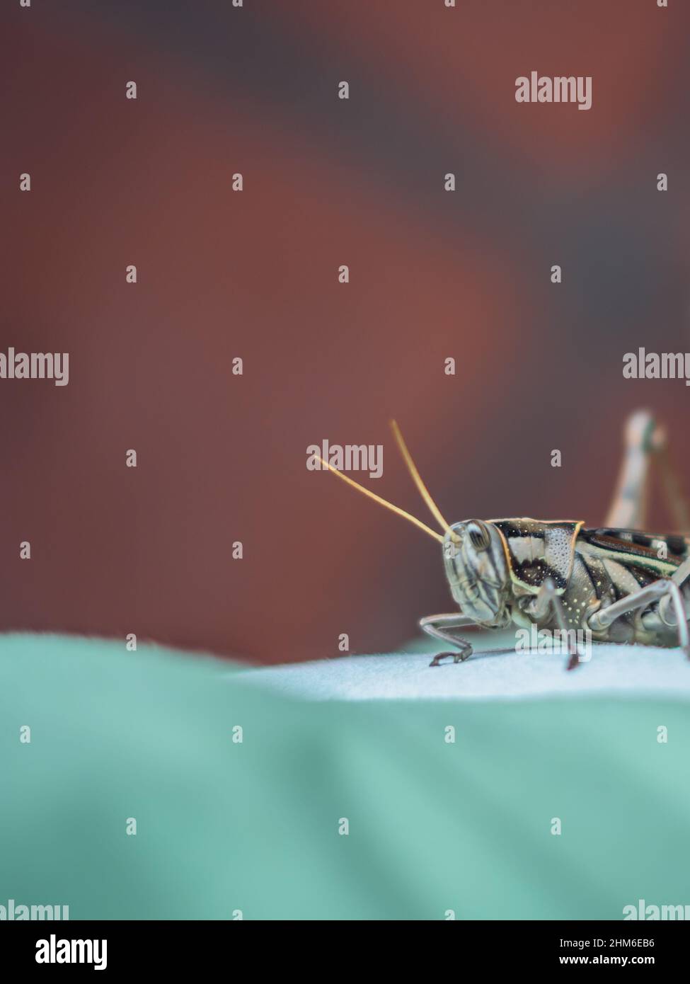 Macro close-up photo big grasshopper grig locust on fabric green brown ...