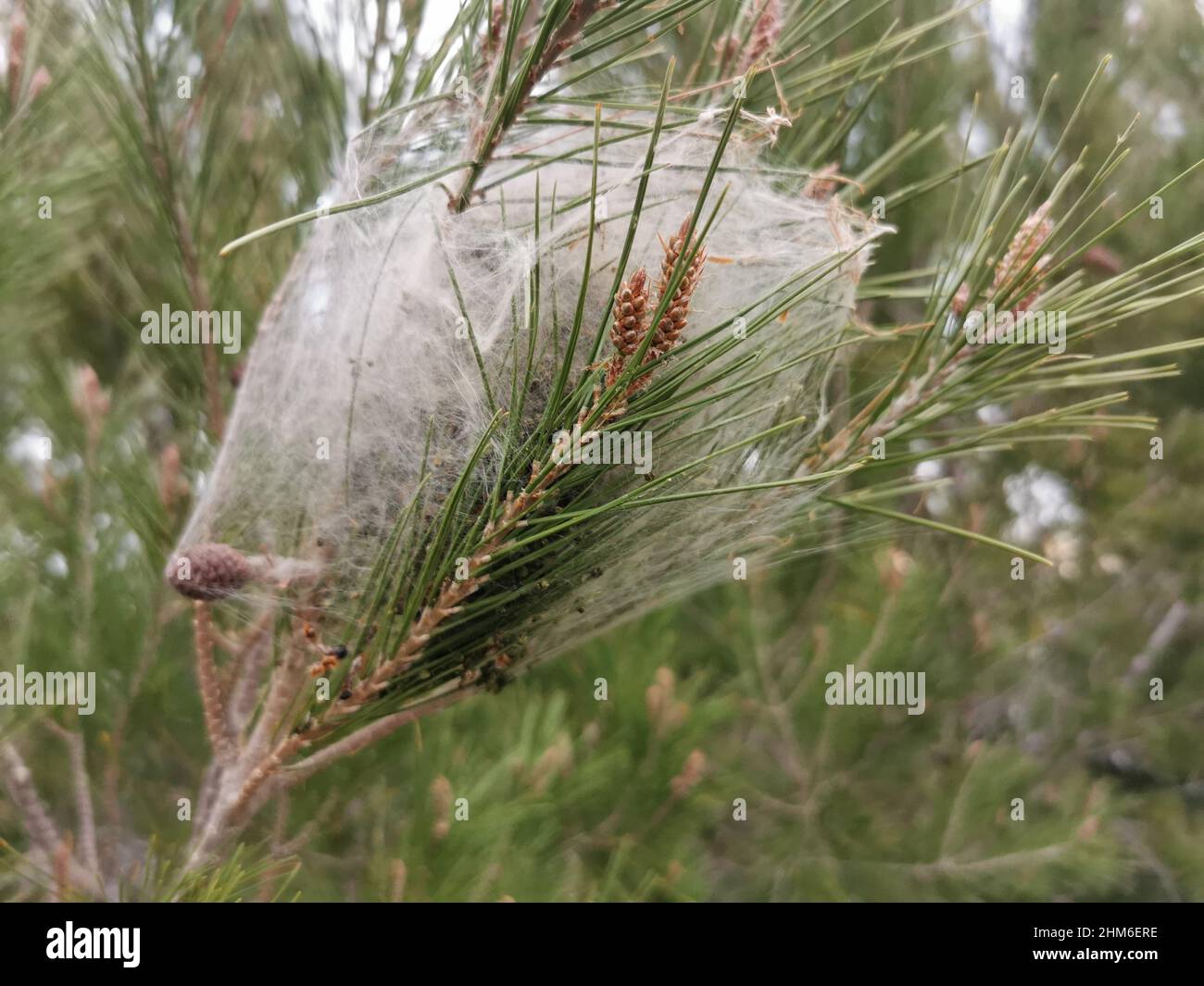 Fauna de mallorca hi-res stock photography and images - Alamy