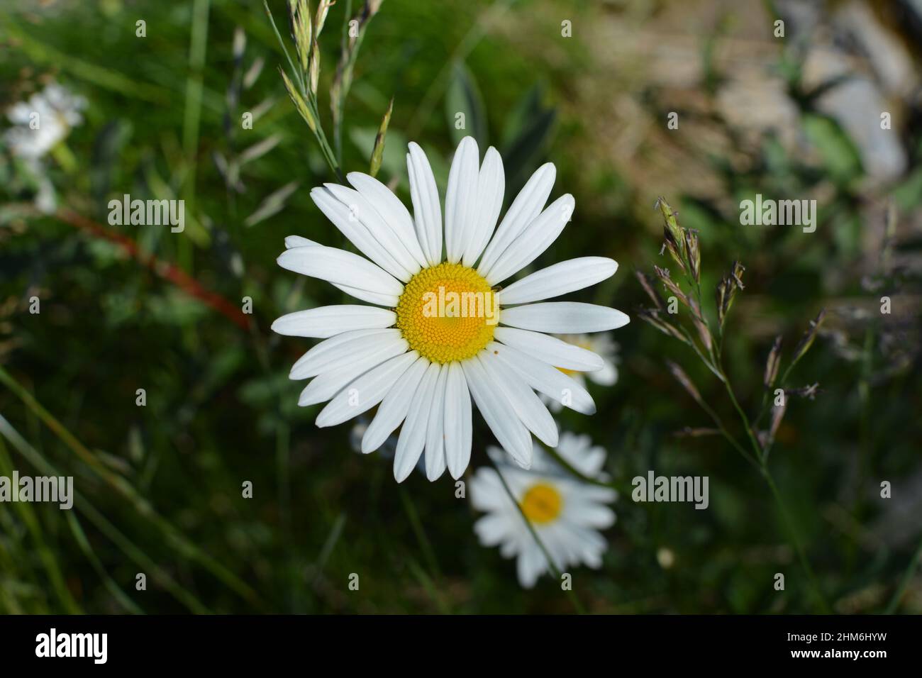 Oxeye Daisy (Leucanthemum vulgare) Flower in Canadian Rockies Stock ...