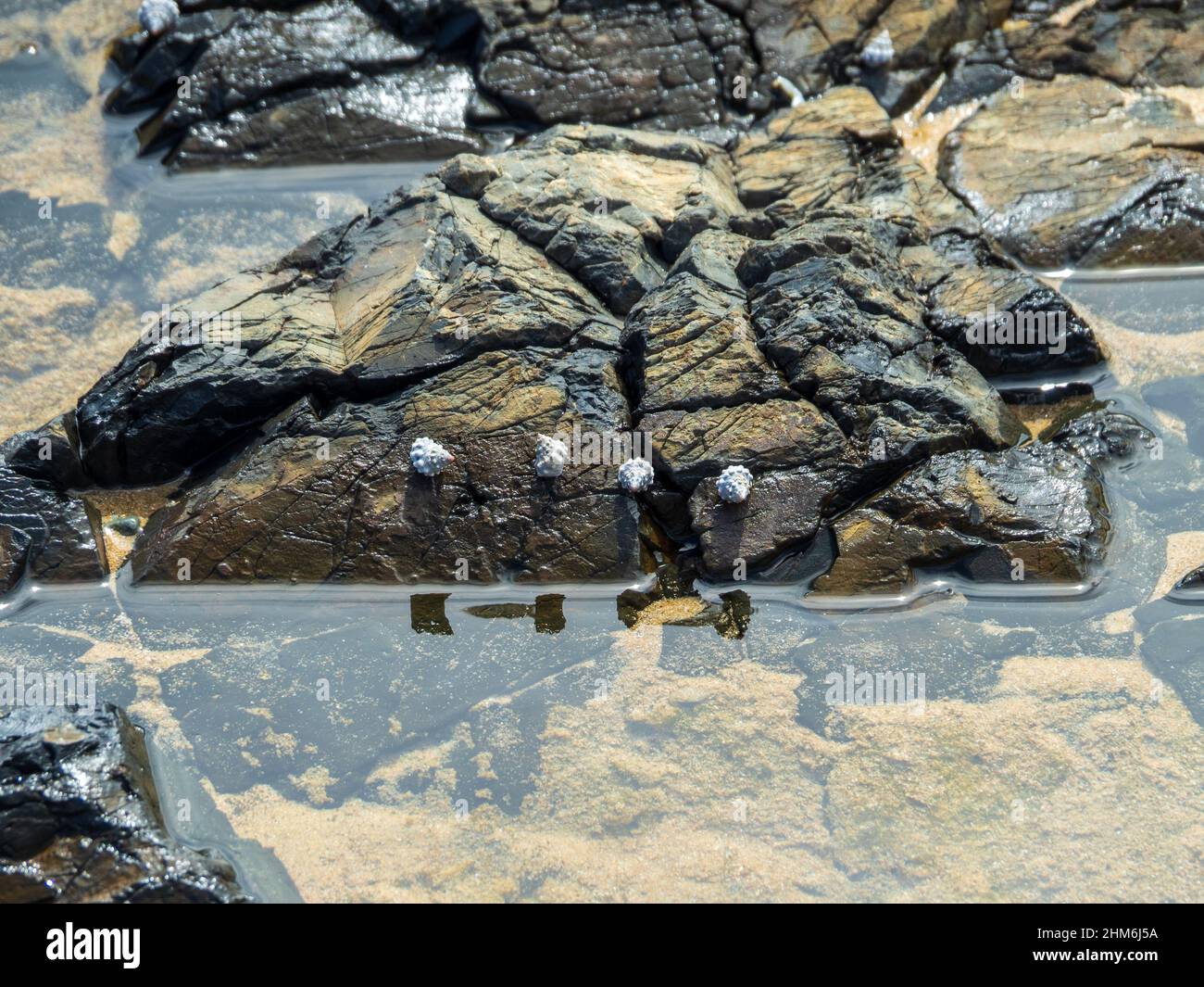Four small grey seashells, periwinkles, home to sea snails, on rocks in ...