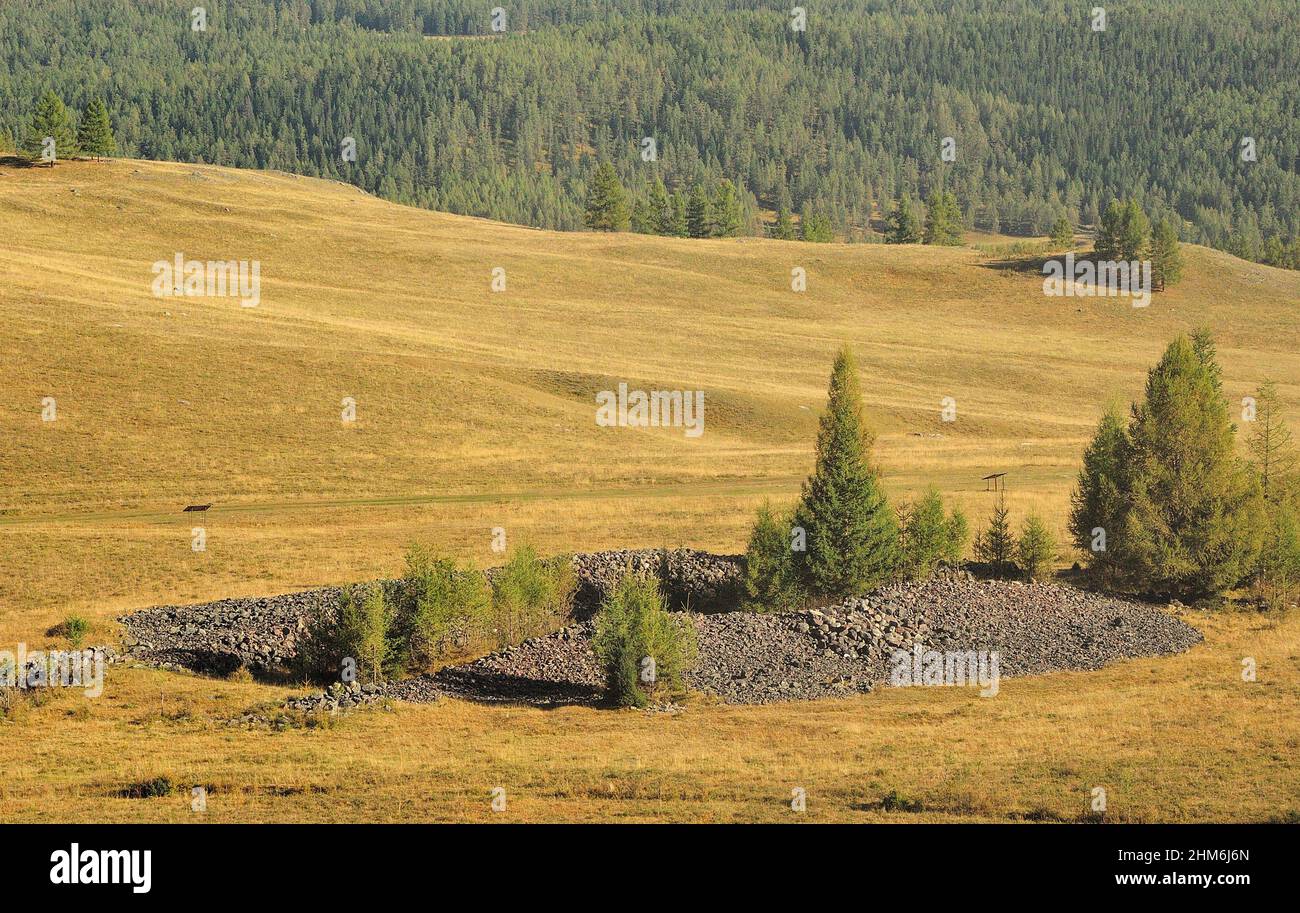Several tall pine trees grow from a plundered ancient stone burial site ...