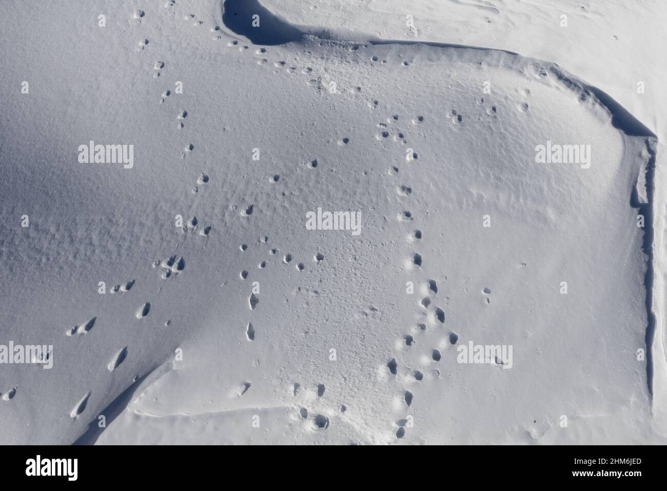 beautiful snow texture with shadows and footprints of wild animals ...