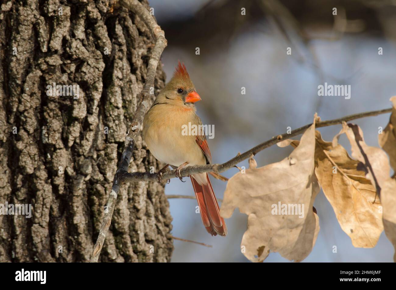 Northern Cardinal, Cardinalis cardinalis, female Stock Photo - Alamy