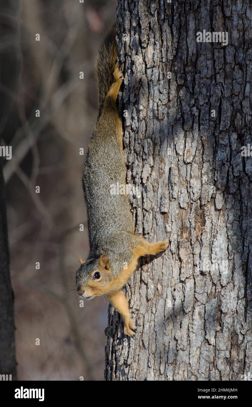 Gray squirrel clinging tree hi-res stock photography and images - Alamy