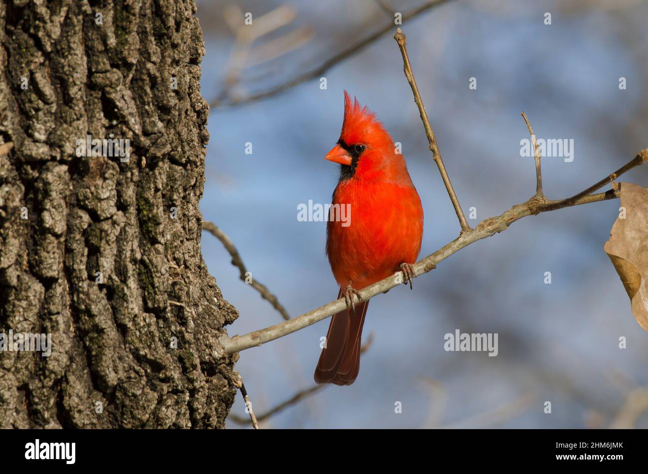 Cardinal tree hi-res stock photography and images - Alamy