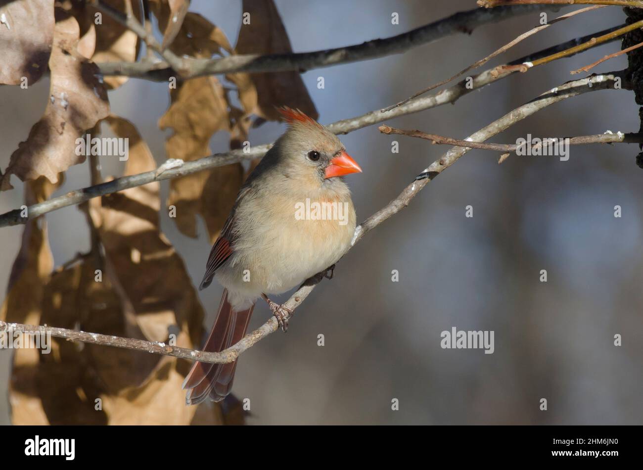 Northern Cardinal, Cardinalis cardinalis, female Stock Photo - Alamy