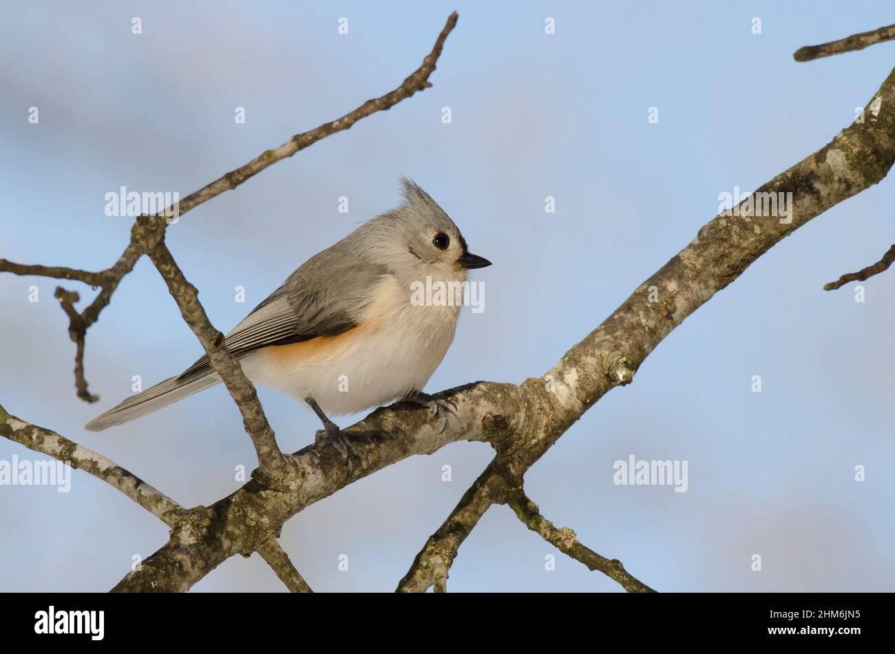 Tufted Titmouse, Baeolophus bicolor Stock Photo - Alamy