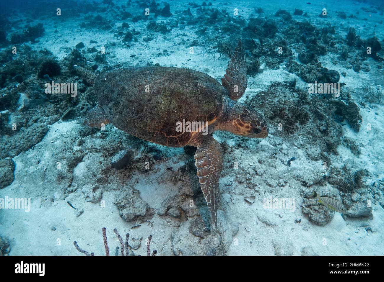 marine turtle underwater swim in the ocean scenery blue water Stock ...