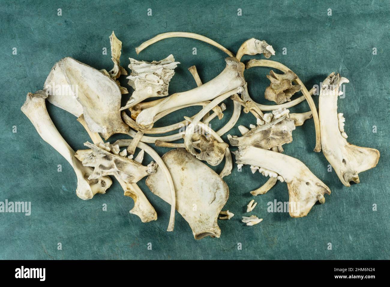 Pile of bones hi-res stock photography and images - Alamy