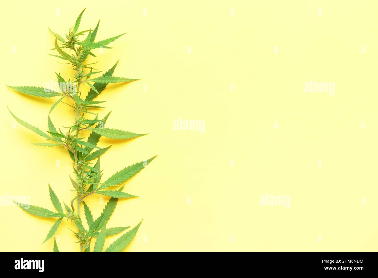Cannabis bush on yellow hi-res stock photography and images - Alamy
