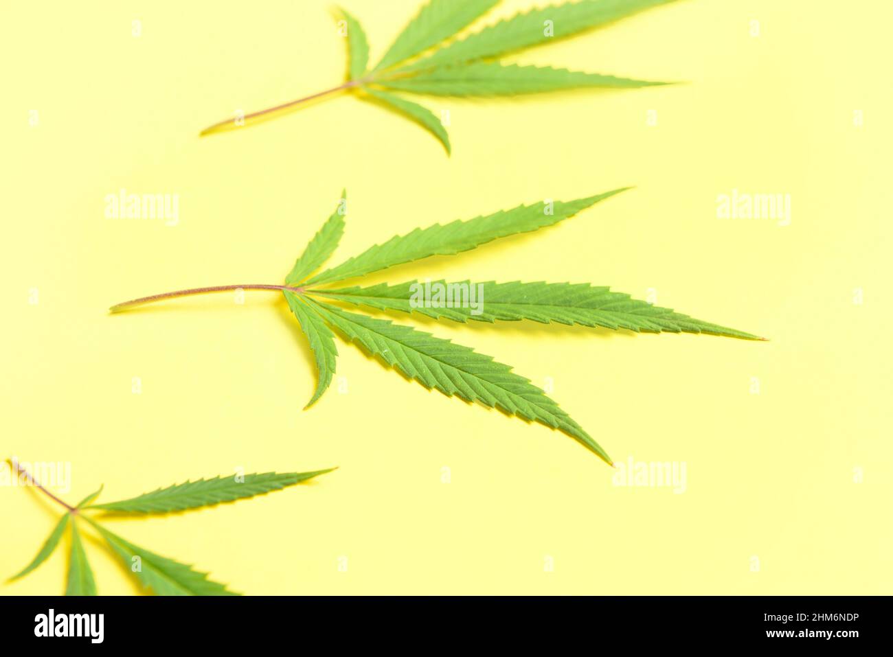 Cannabis bush on yellow hi-res stock photography and images - Alamy