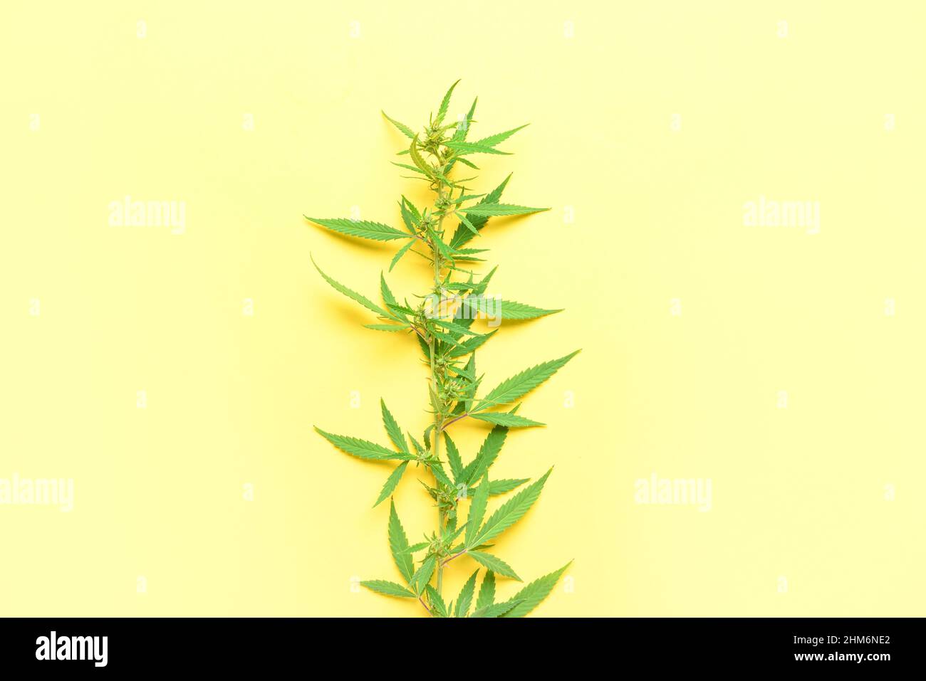 Cannabis bush on yellow background, closeup Stock Photo - Alamy