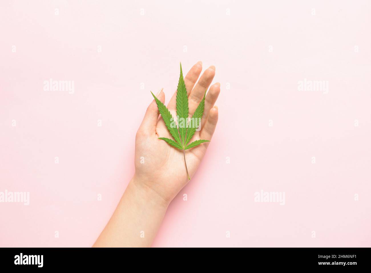 Female hand with cannabis leaf on pink background Stock Photo - Alamy