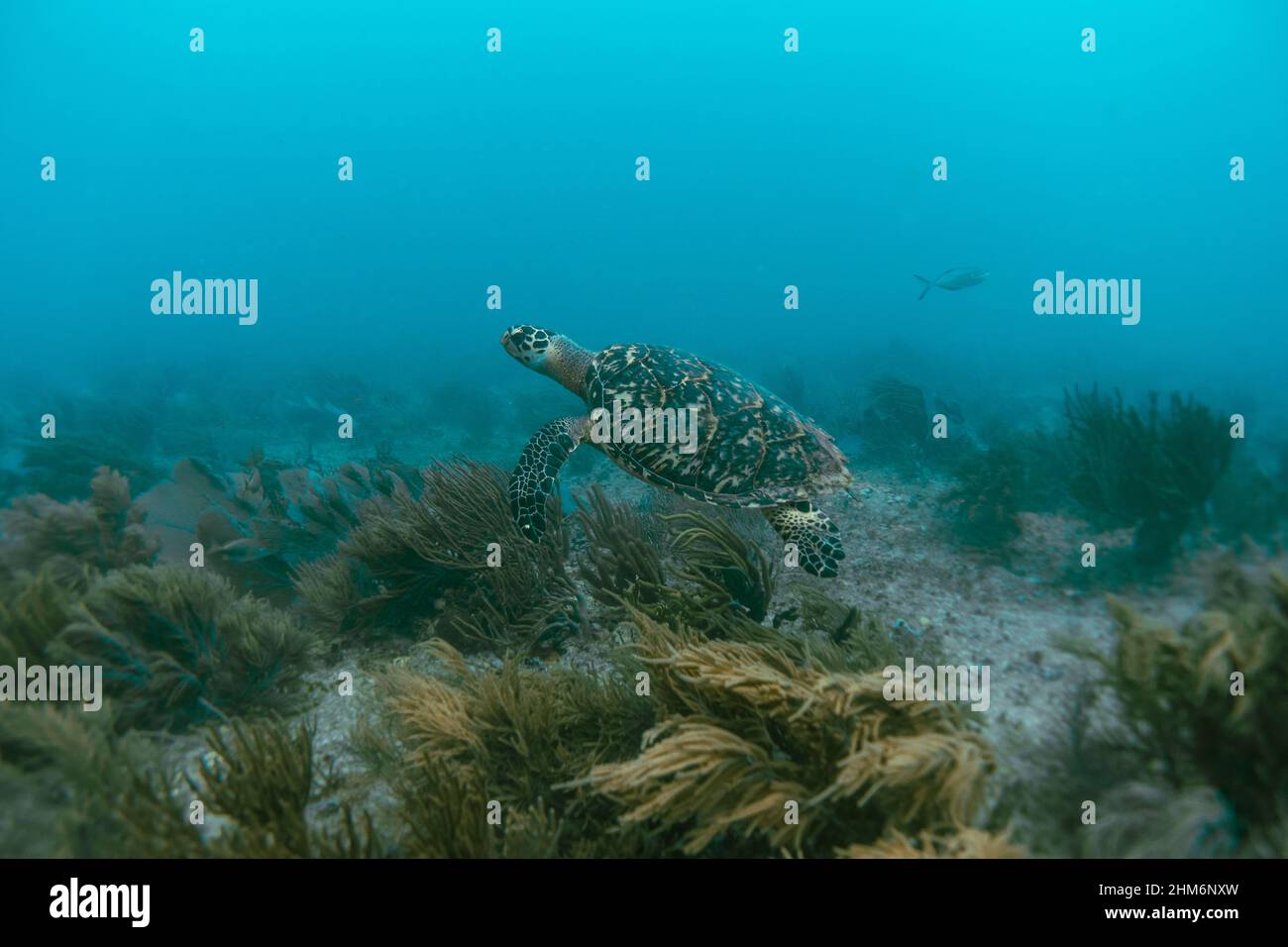 marine turtle underwater swim in the ocean scenery blue water Stock ...