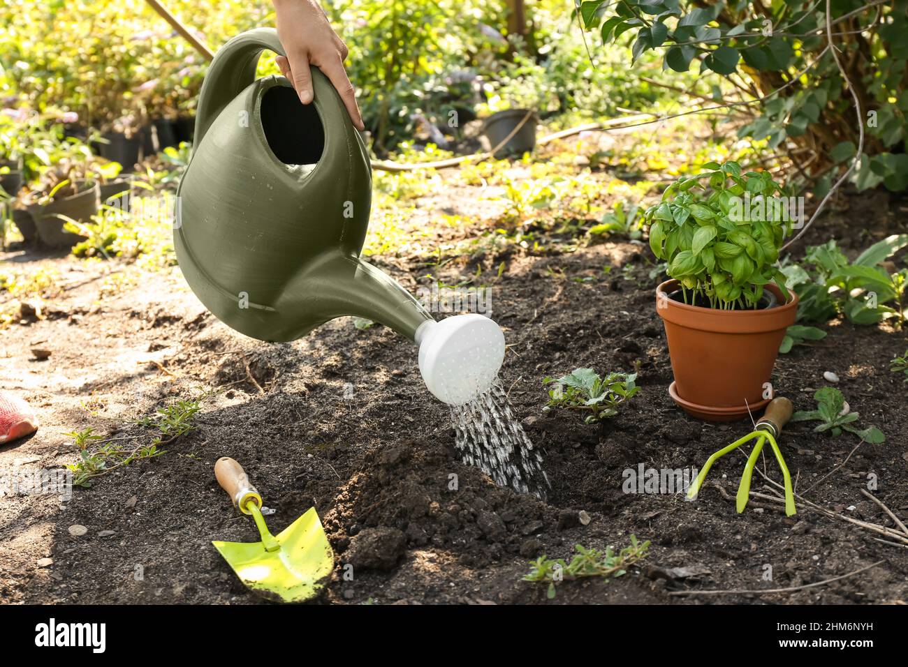 Female gardener using watering can in greenhouse Stock Photo - Alamy