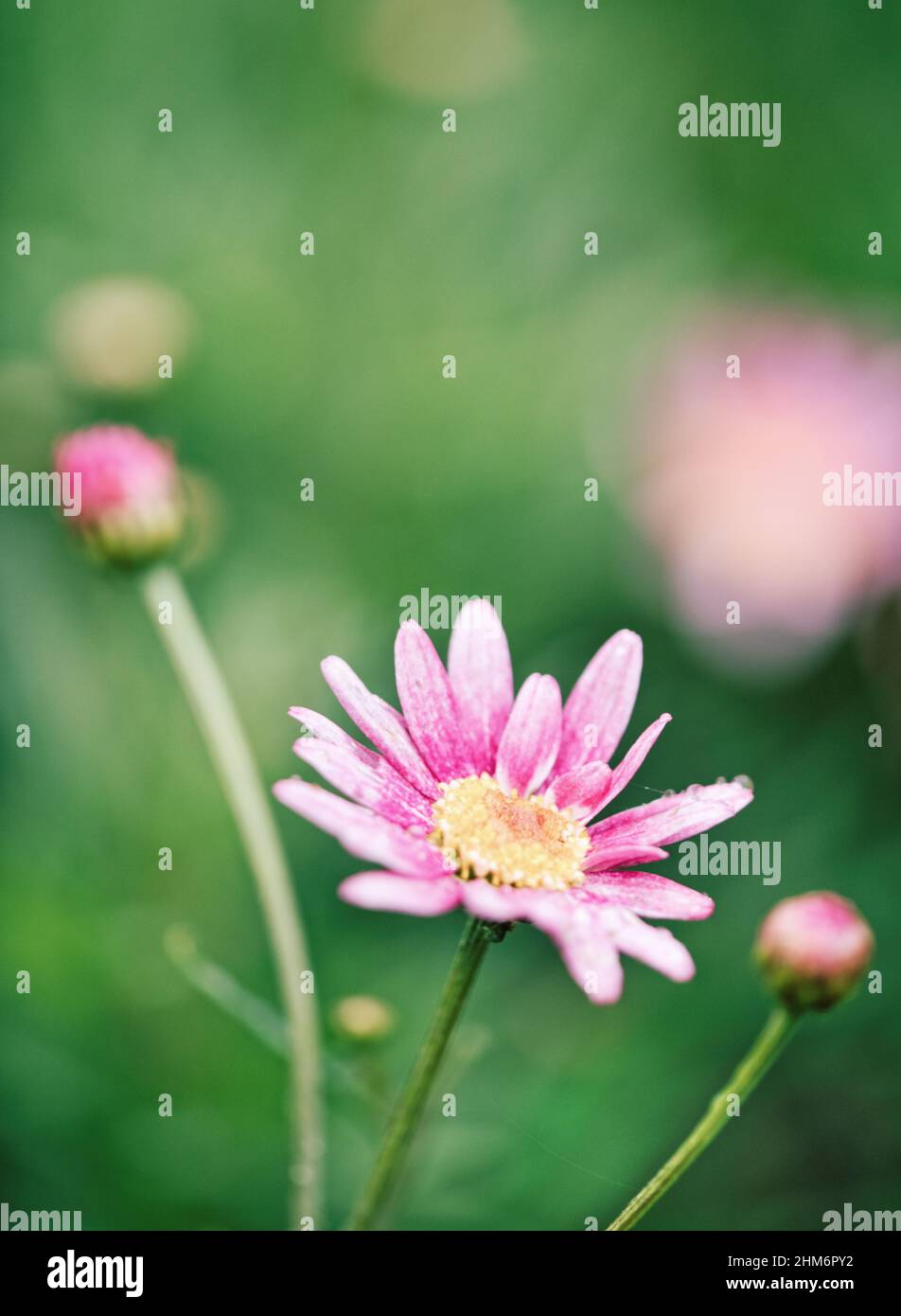 Selective shot of pink daisies blooming in the borders of Coleton ...