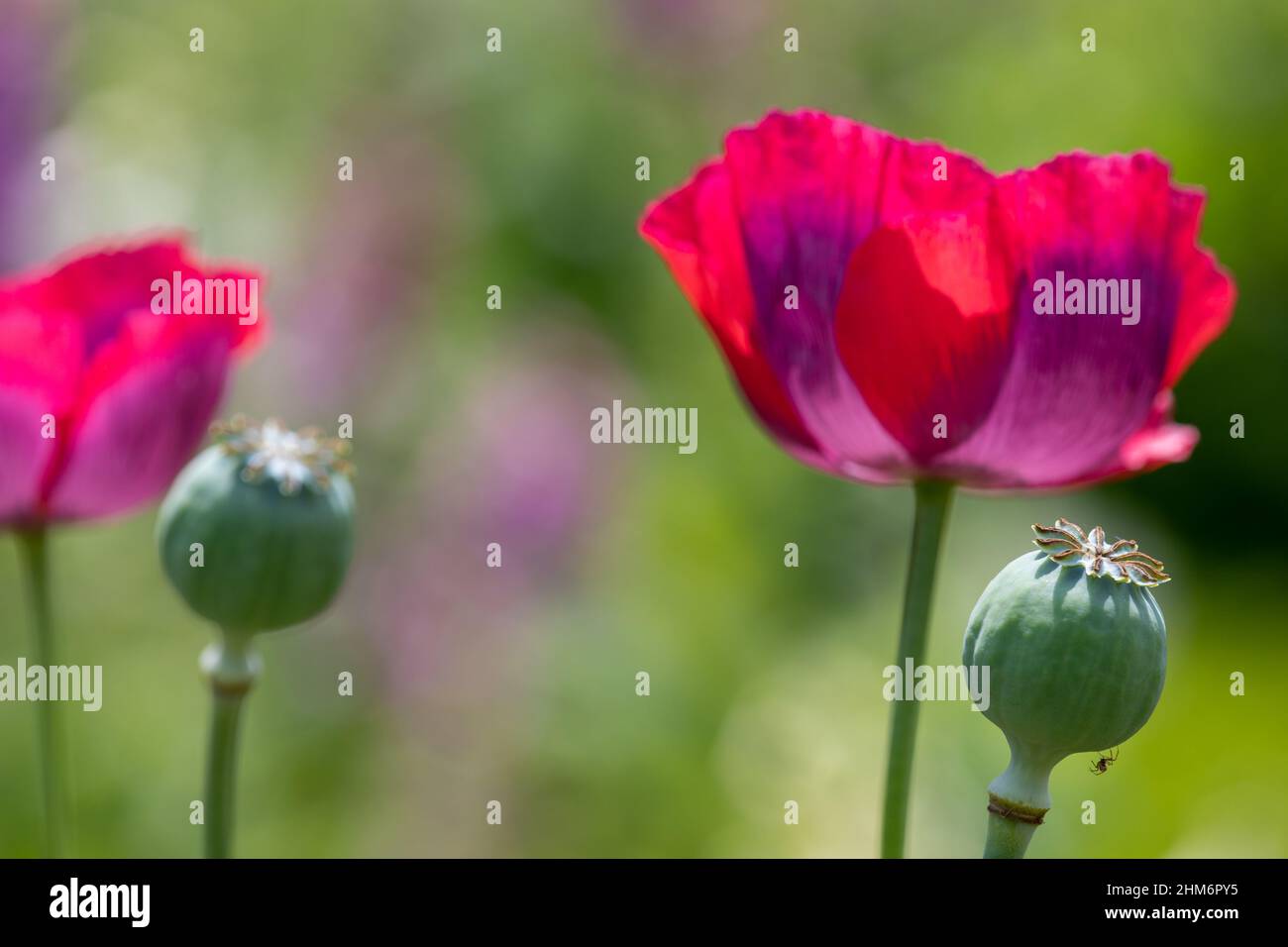 Selective shot of poppy heads in the flower borders of Rousham Gardens ...