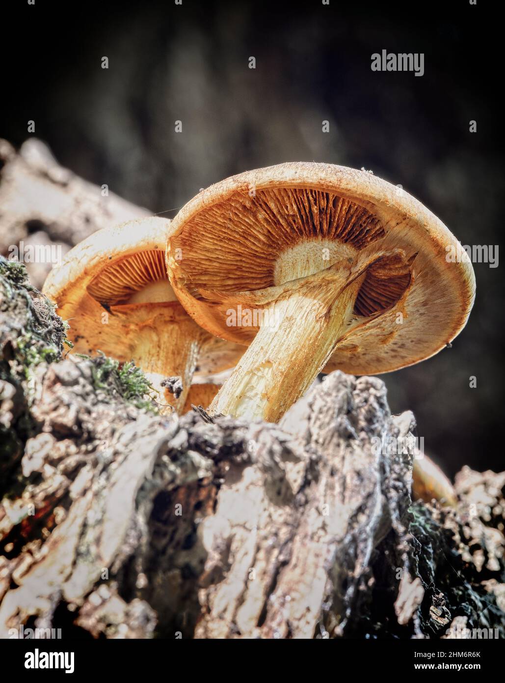 Tree Fungi In Wytham Woodland, Oxfordshire Stock Photo - Alamy