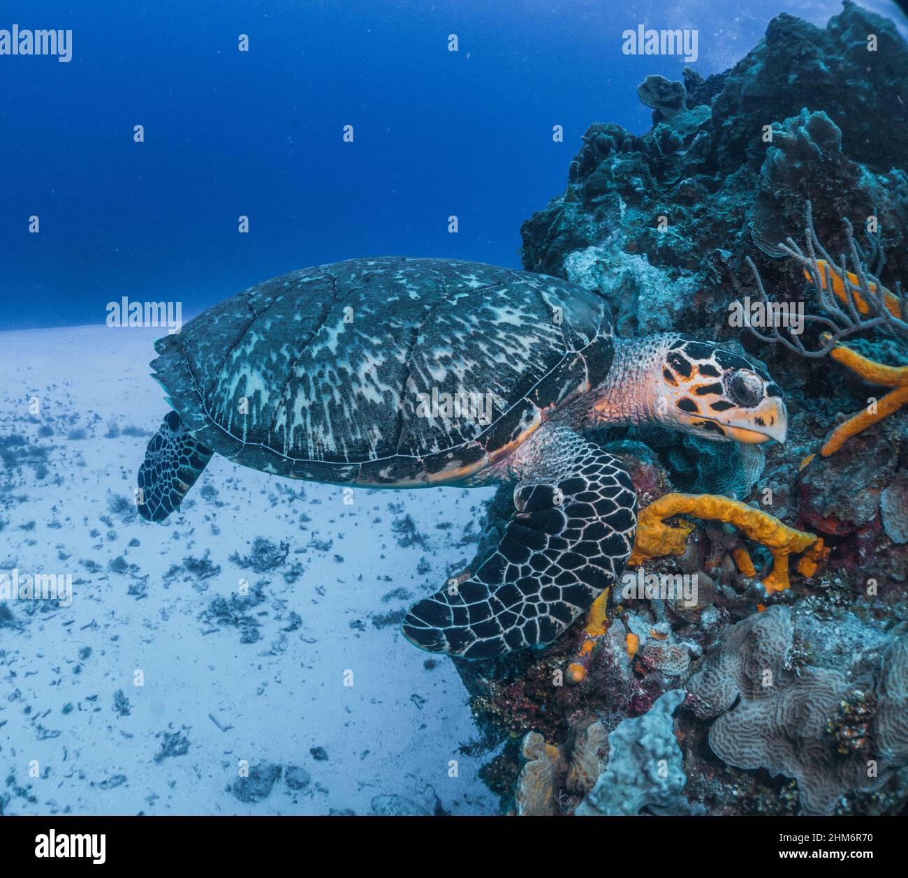 marine turtle underwater swim in the ocean scenery blue water Stock ...