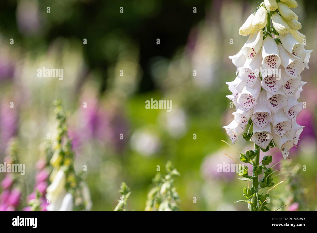 Foxgloves ( Digitalis ) In The Walled Flower Garden At Rousham H Stock ...