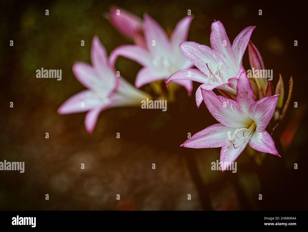 Selective shot of pink lilies blooming in the borders of Coleton ...