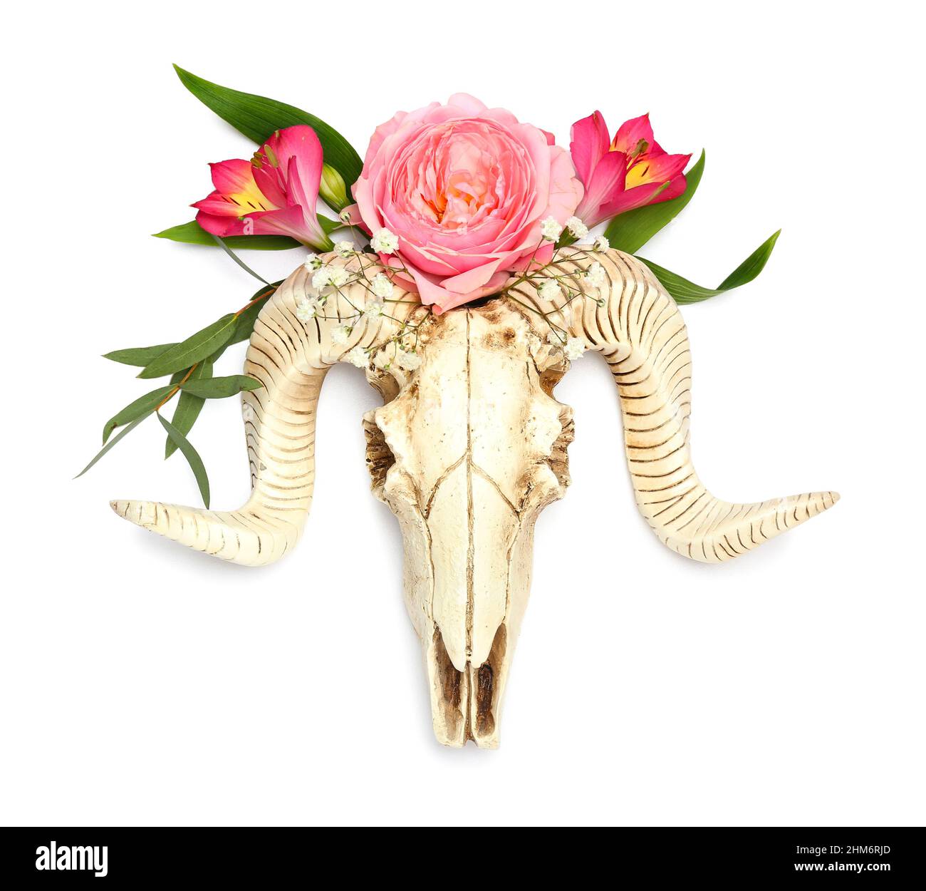 Skull of sheep with flowers on white background Stock Photo - Alamy