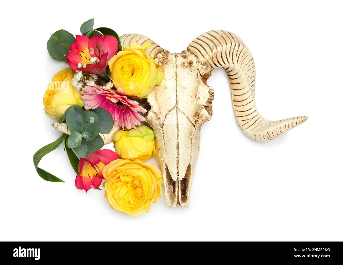 Skull of sheep with flowers on white background Stock Photo - Alamy