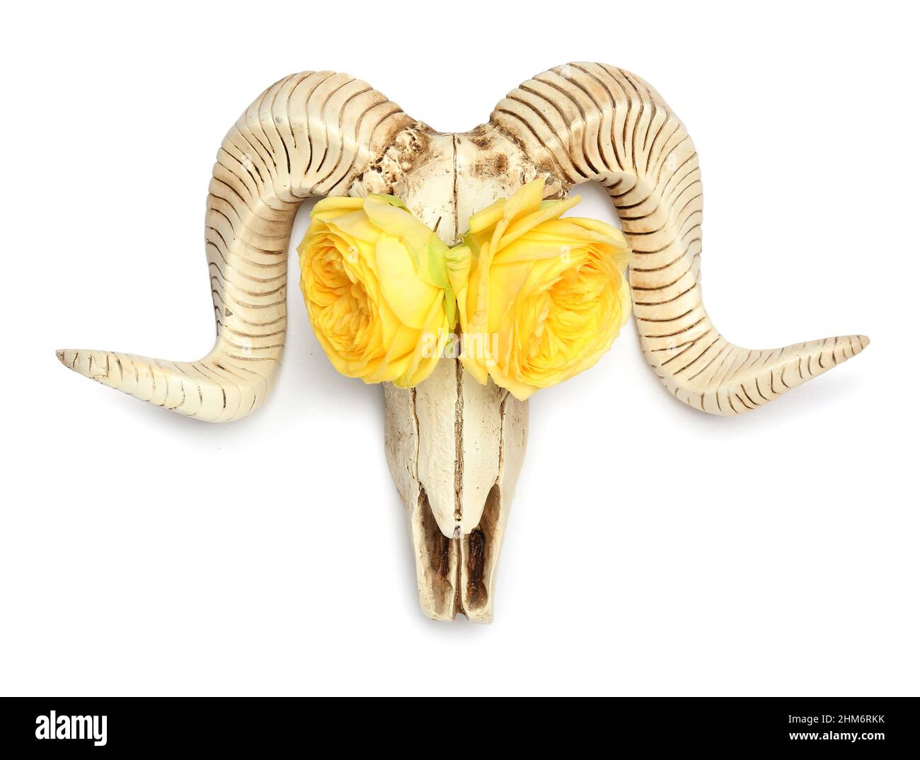 Skull of sheep with flowers on white background Stock Photo - Alamy