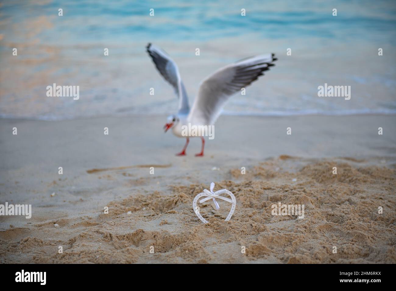white seagull and one white valentine on the beach Stock Photo - Alamy