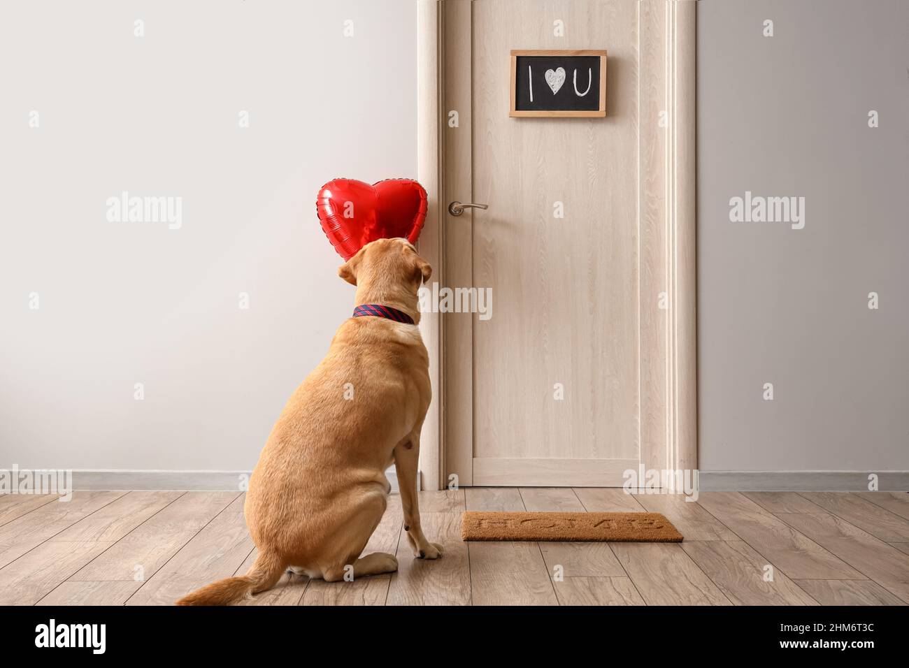 Cute Labrador dog with balloon sitting near door. Valentine's Day ...