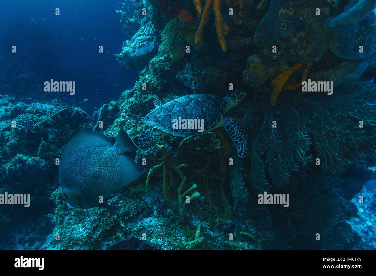 marine turtle underwater swim in the ocean scenery blue water Stock ...