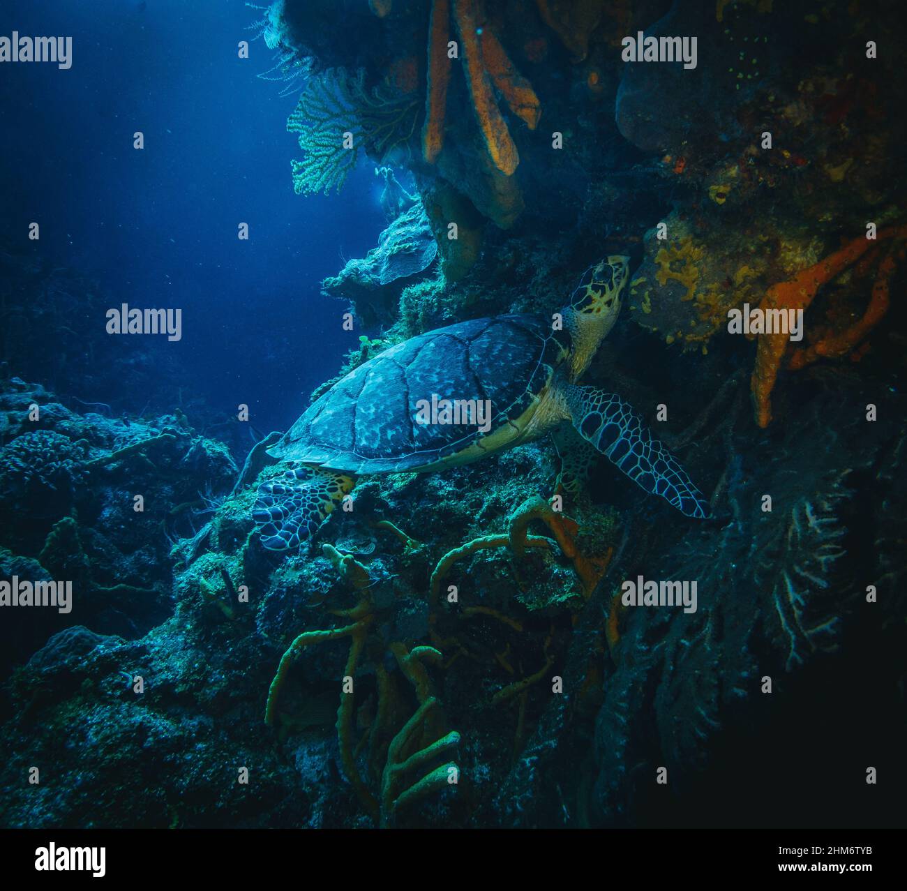 marine turtle underwater swim in the ocean scenery blue water Stock ...