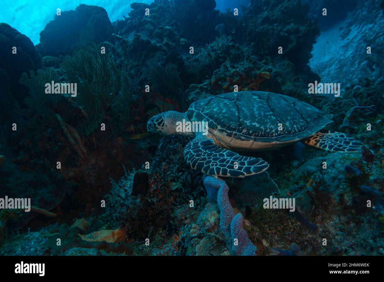 marine turtle underwater swim in the ocean scenery blue water Stock ...
