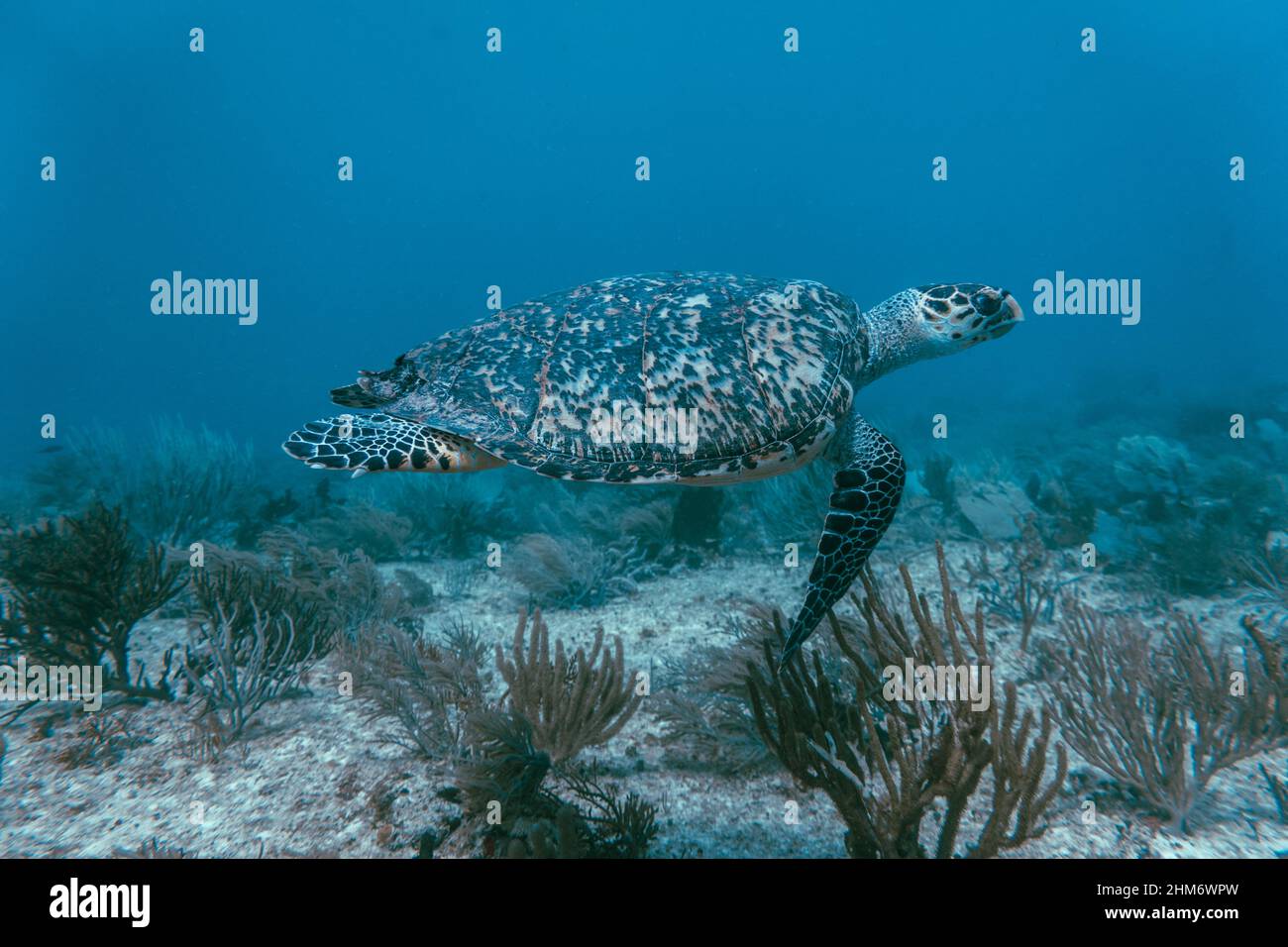 marine turtle underwater swim in the ocean scenery blue water Stock ...