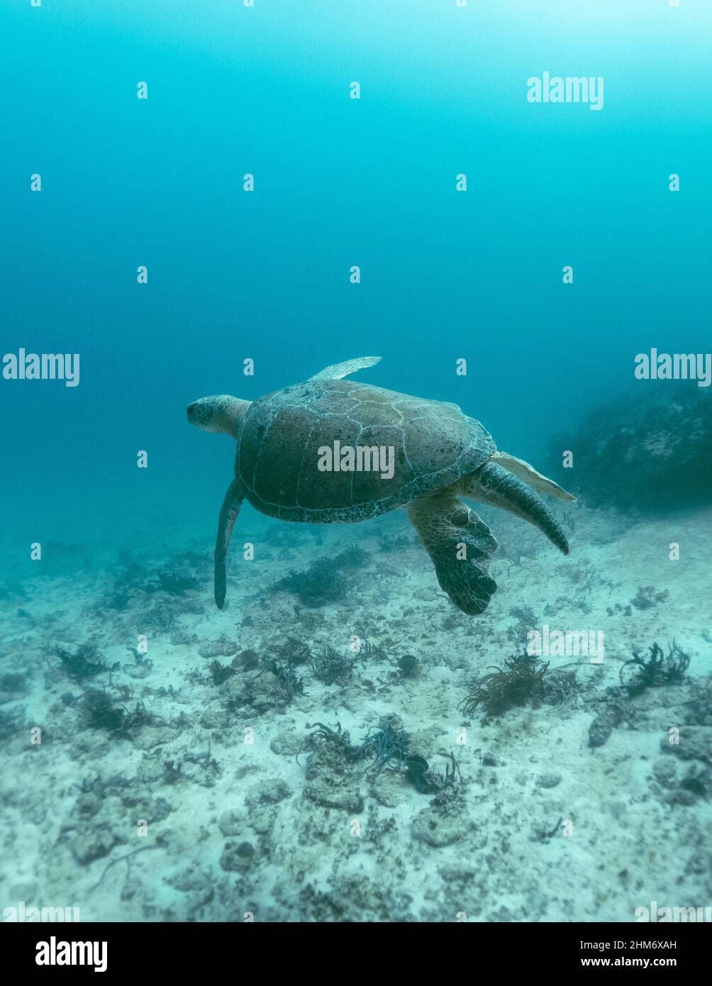 marine turtle underwater swim in the ocean scenery blue water Stock ...
