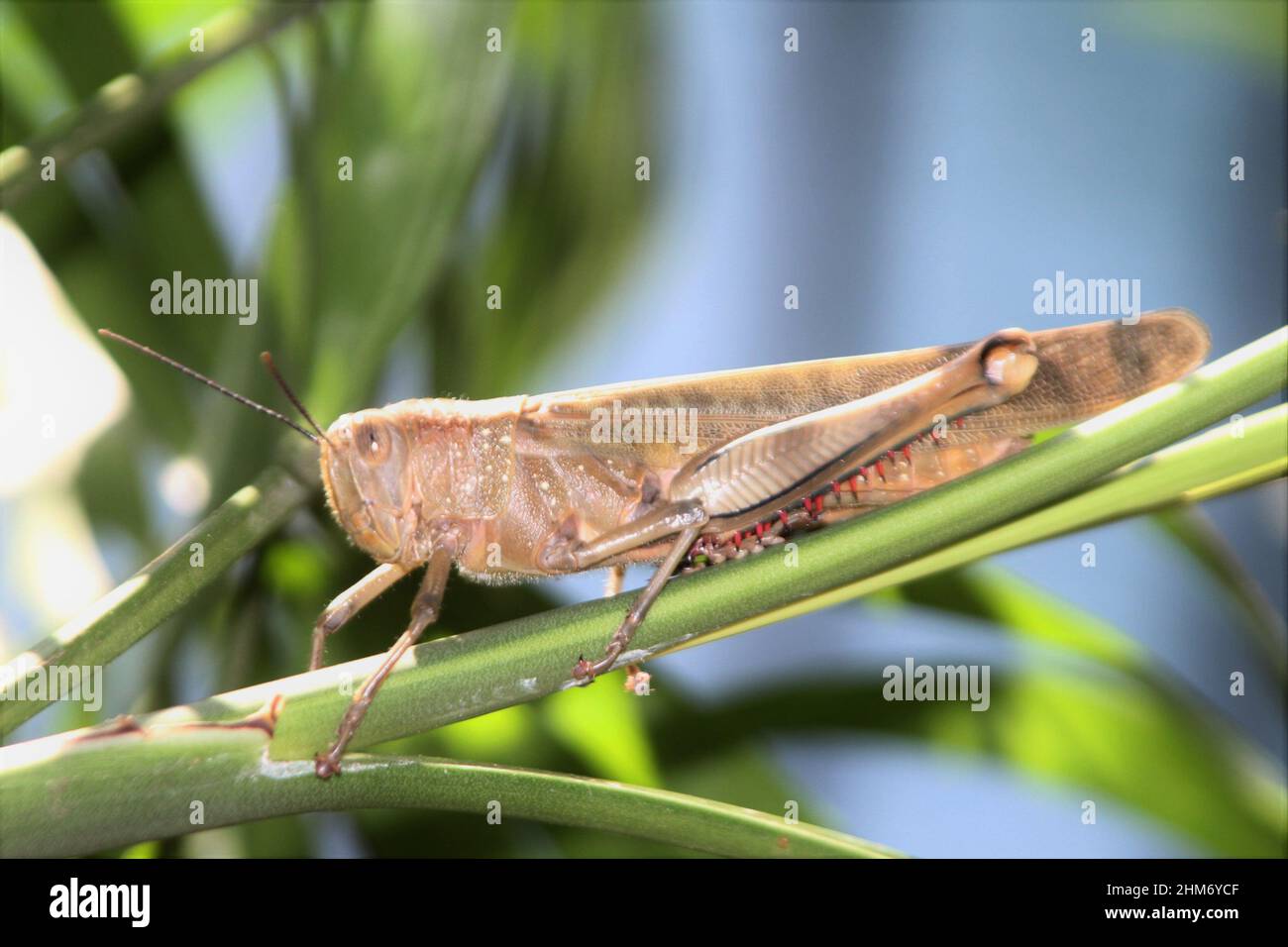 Macro of a Large Brown Locust on a Plant Stem, Buderim, Australia Stock ...