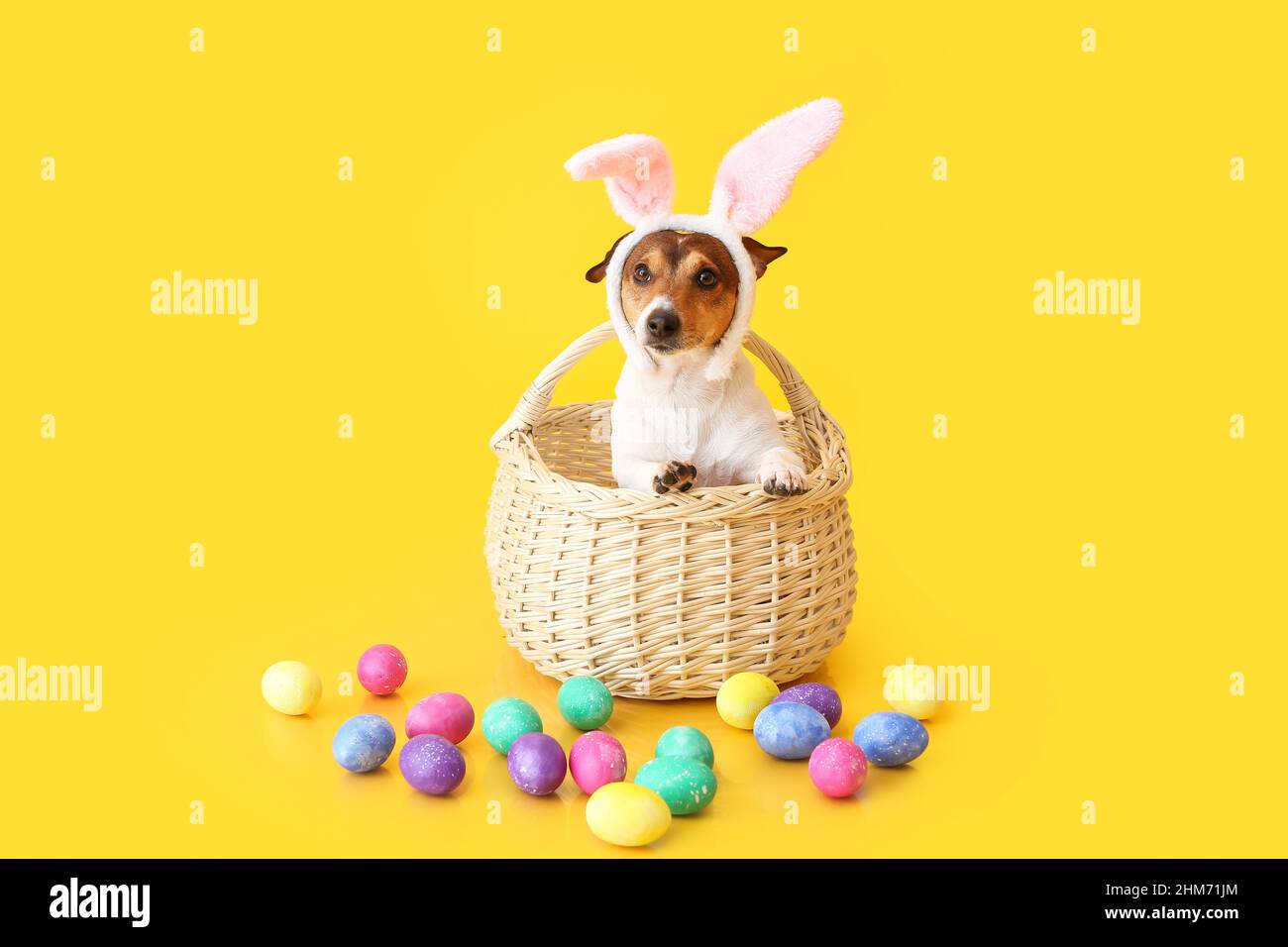 Cute Jack Russel terrier with bunny ears and Easter eggs in basket on ...
