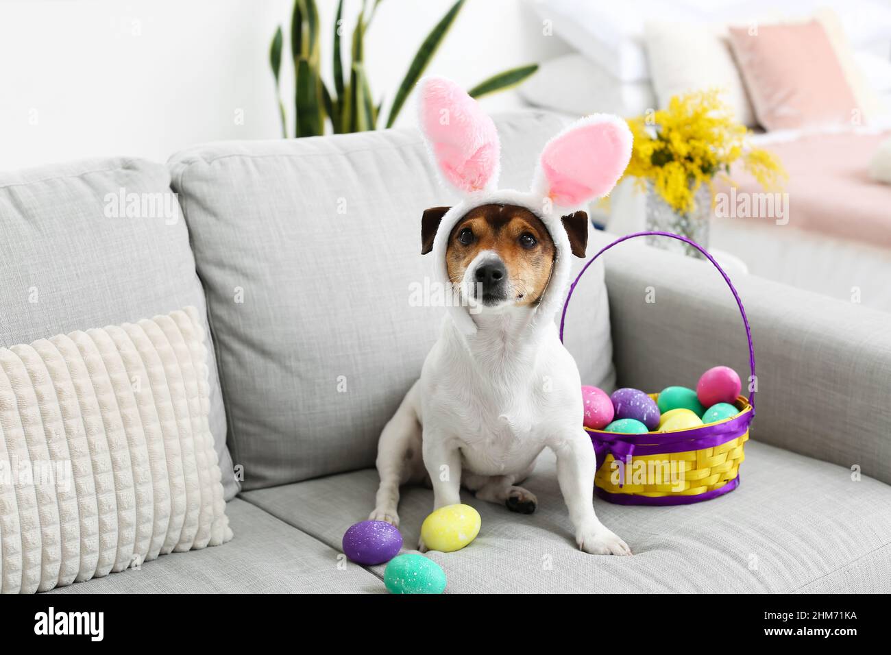 Cute Jack Russel terrier in bunny ears with Easter eggs sitting on sofa ...