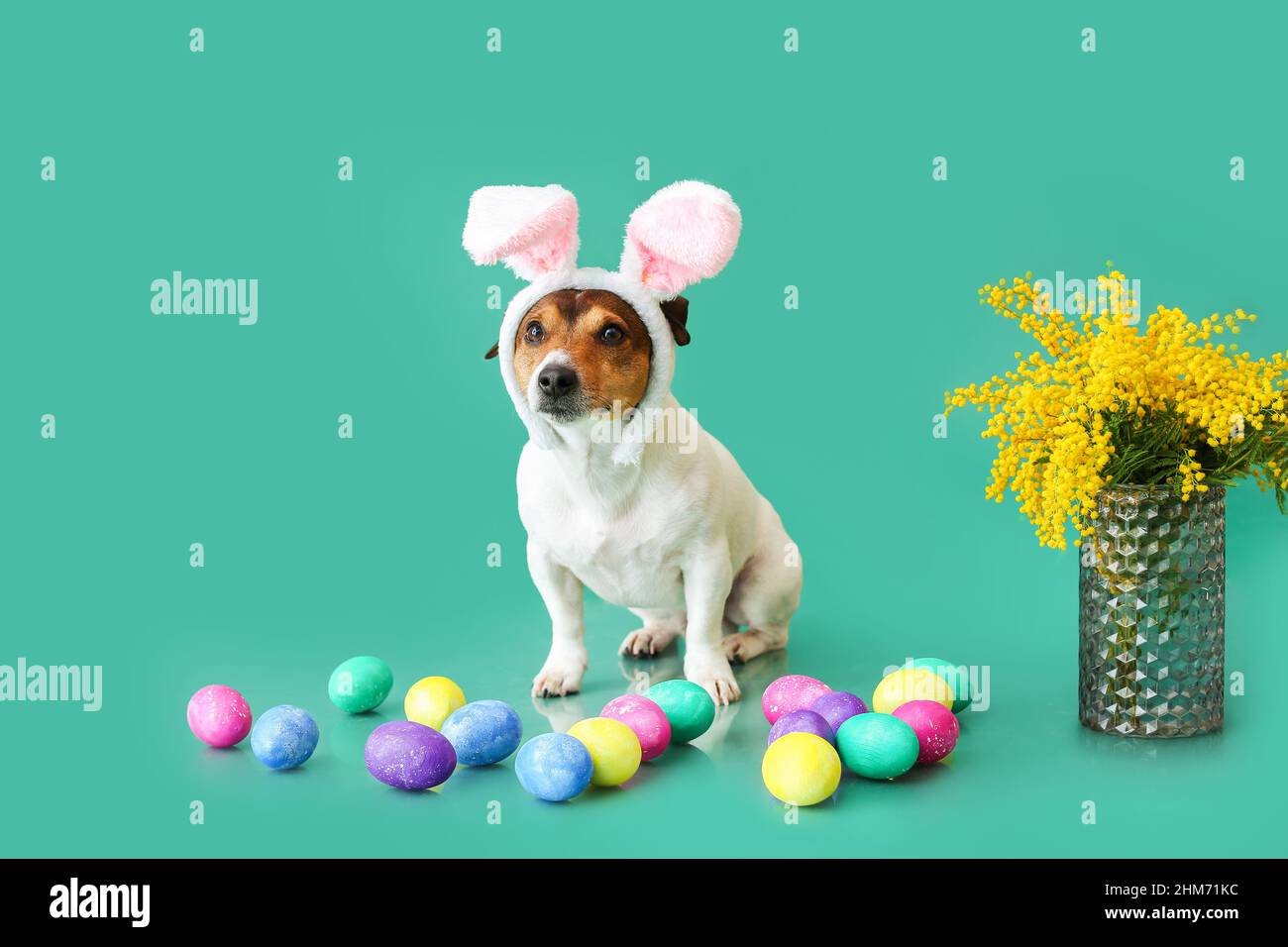 Cute Jack Russel terrier with Easter eggs, vase and mimosa flowers on ...