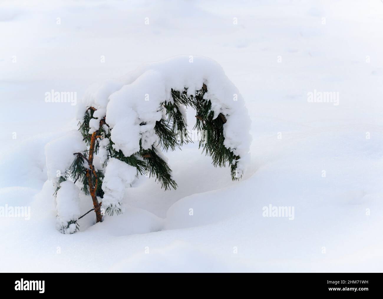 A pine tree sprout bent in an arc under a snowdrift Stock Photo - Alamy