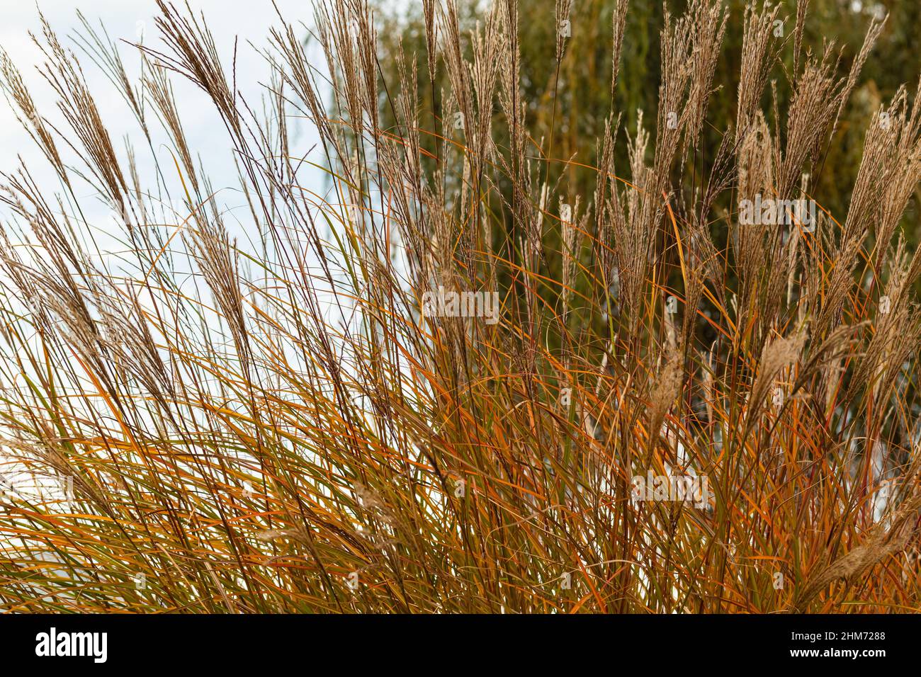 Tall dried grass hi-res stock photography and images - Alamy