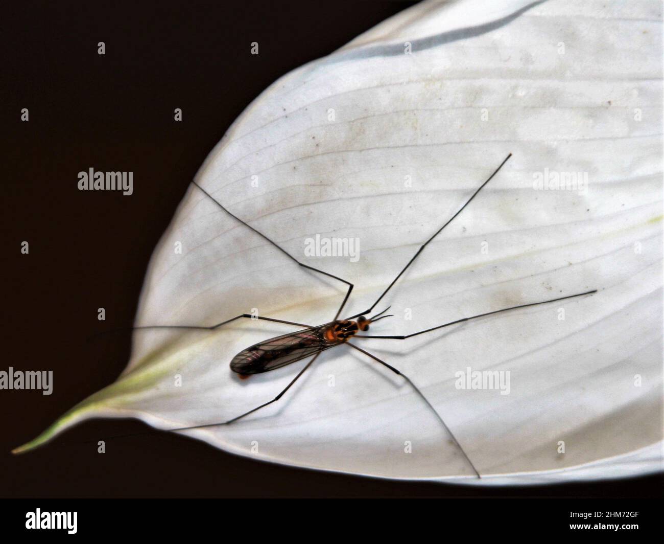 Close Up of a Long Legged, Orange Body, Crane Fly Sitting on A White ...