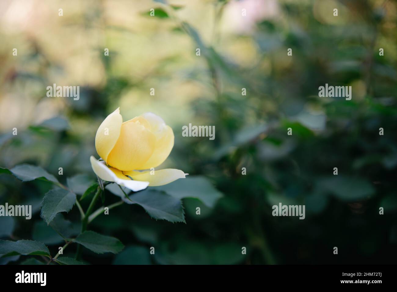 Beautiful out of focus rose on green background with copy space Stock ...