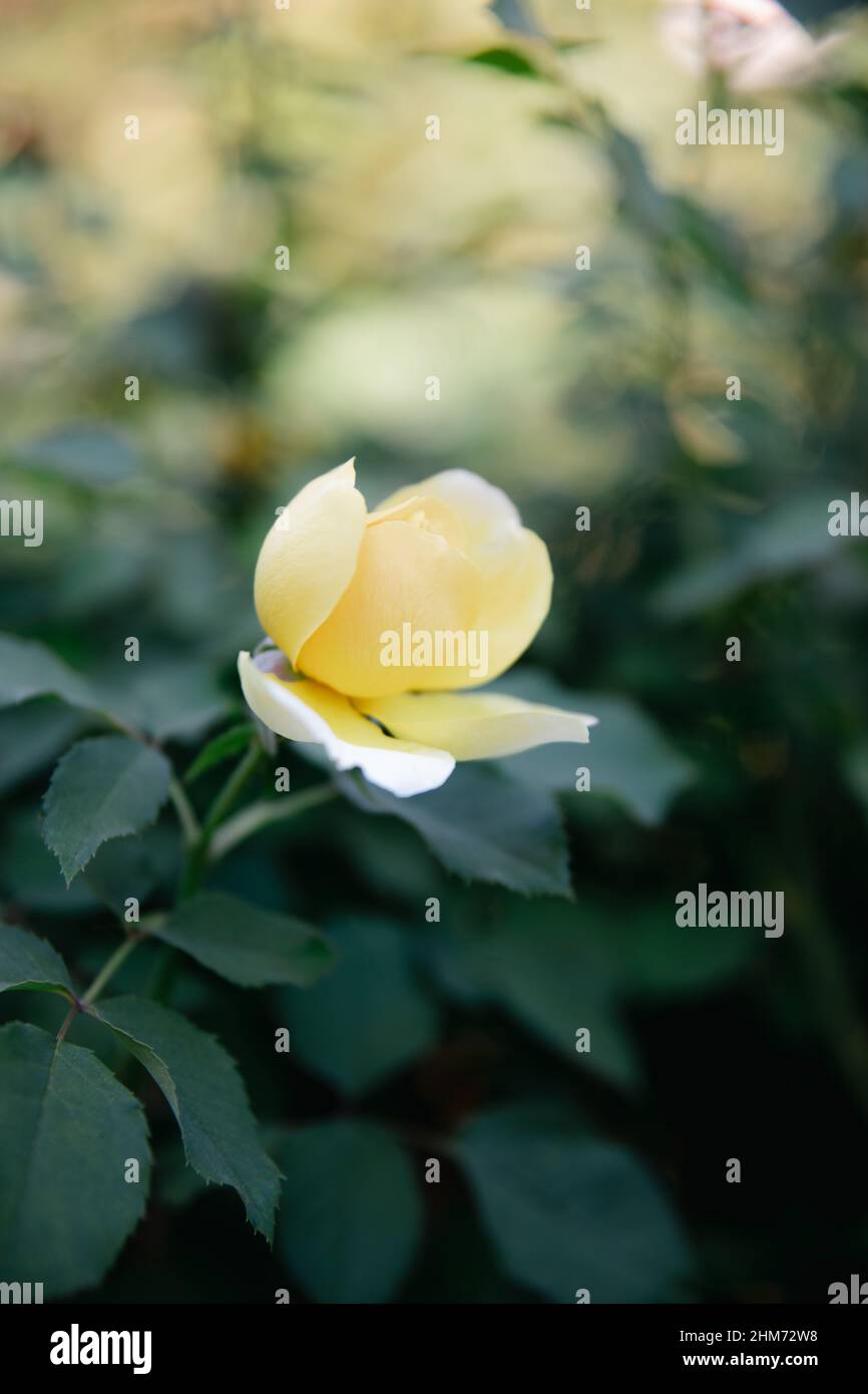 Beautiful out of focus rose on green background with copy space Stock ...